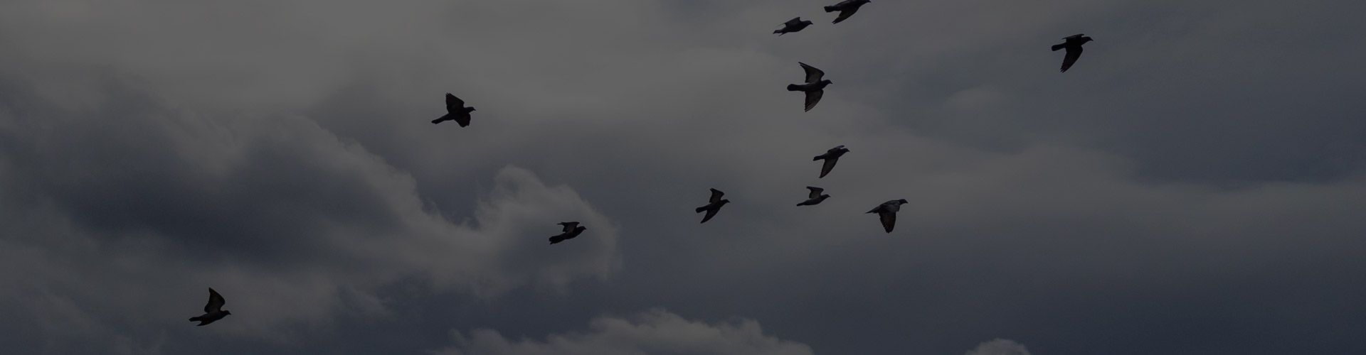 Pigeon Repellent – Fob Europe